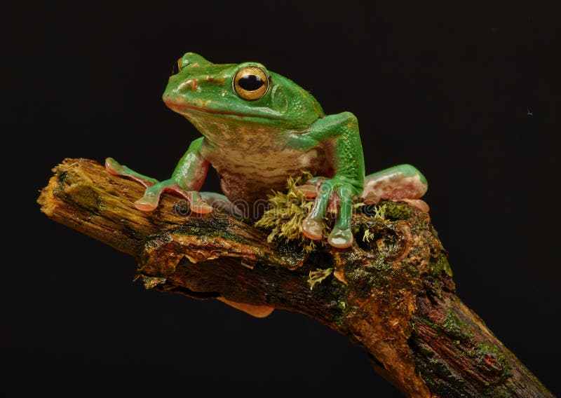 Frog sitting on a branch stock photo. Image of branch - 190468008