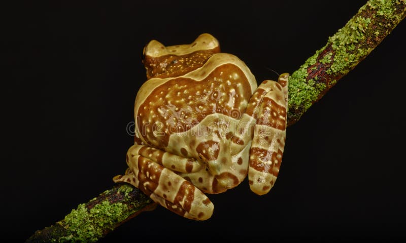 Brown Frog Sitting on a Branch Facing Its Back Towards the Camera Stock ...
