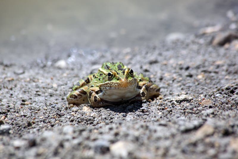 Frog Sitting stock photo. Image of frog, pond, sitting - 49847038