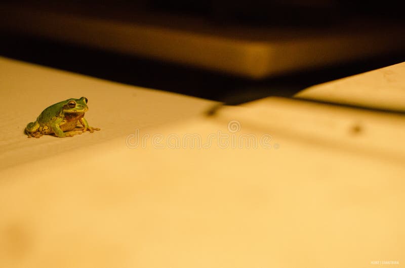 Frog Sitting on a Couch Inside the House Stock Photo - Image of jungle ...