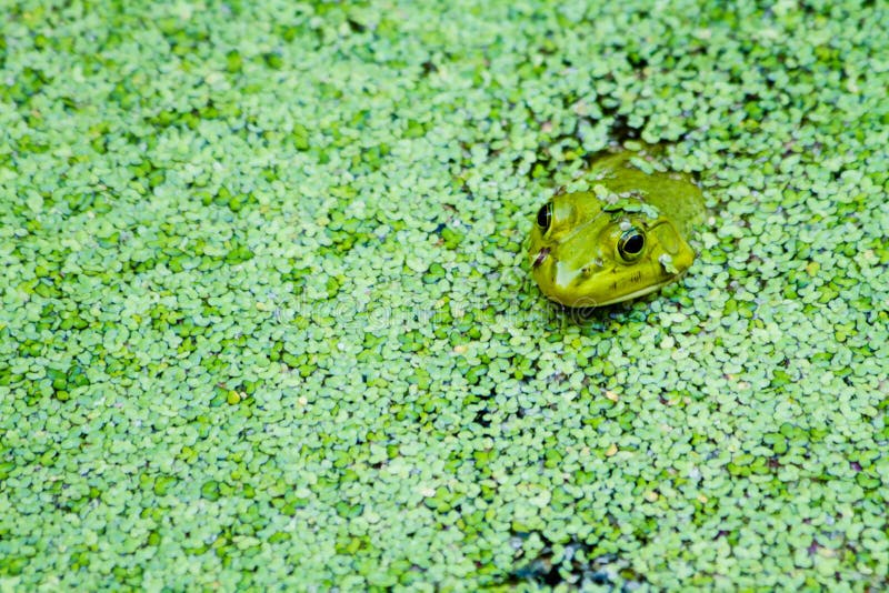 Duckweed stock image. Image of landscape, beautiful, parks - 7025857