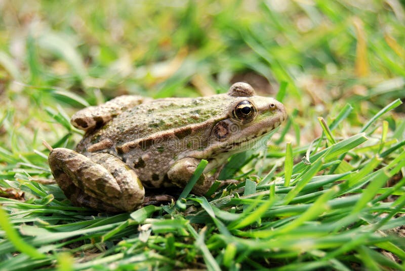 Cold frog stock image. Image of cold, amphibians, damp - 1890391