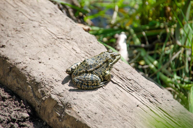 Frog Sitting on the Ground. Stock Photo - Image of resting, green ...