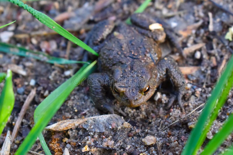 Frog Sitting on the Ground Close Up Stock Image - Image of fauna, grass ...