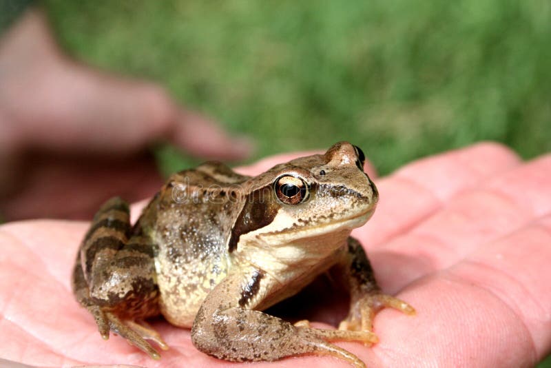 Frog sitting on hand stock image. Image of texture, grass - 616655