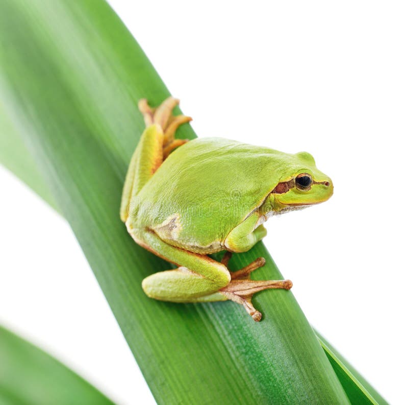 Frog sitting on a leaf stock photo. Image of green, frog - 82842092