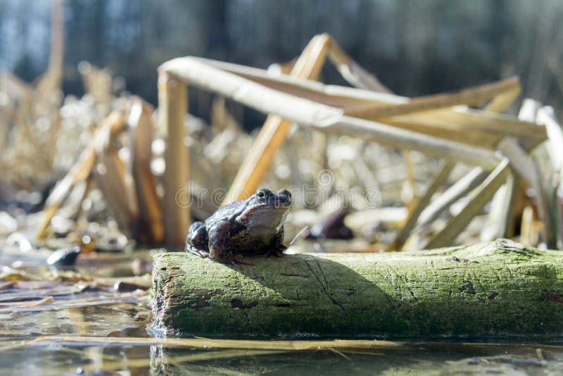 Frog Sitting on a Log in the Water in the Spring Stock Photo - Image of ...
