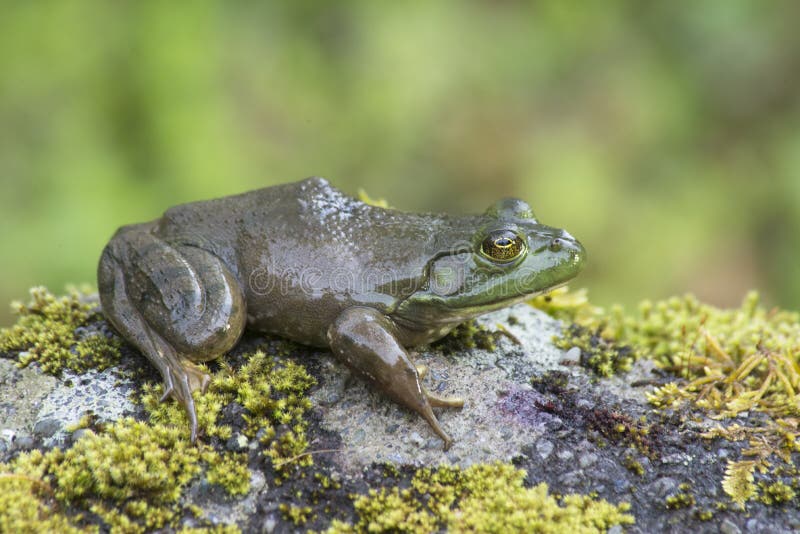 Frog Sitting on a Mossy Rock. Stock Image - Image of foot ...