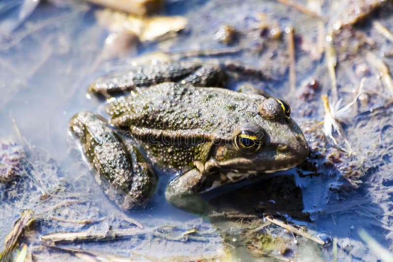 Frog stock image. Image of porosus, outdoor, amphibians - 52874425