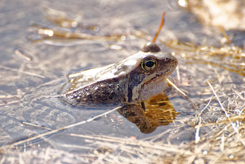 Frog in profile stock image. Image of habitat, environment - 111414463