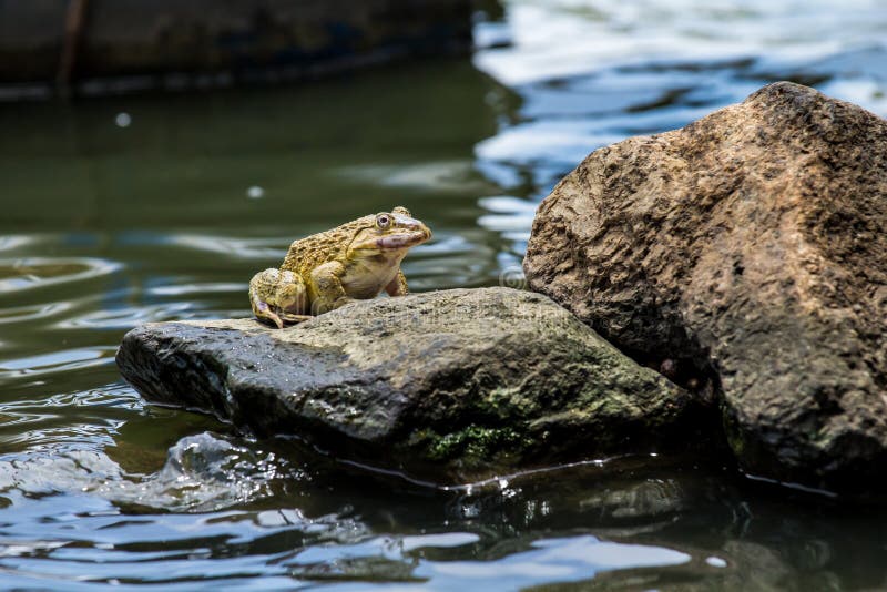 Frog Sitting on a Rock Above the Surface Stock Image - Image of focus ...