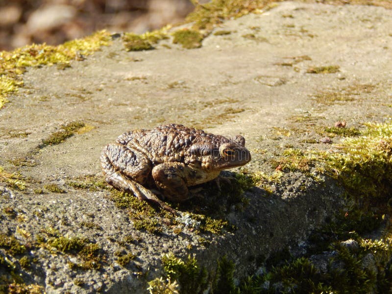 A Frog is Sitting on a Rock Stock Image - Image of garden, cute: 375923509