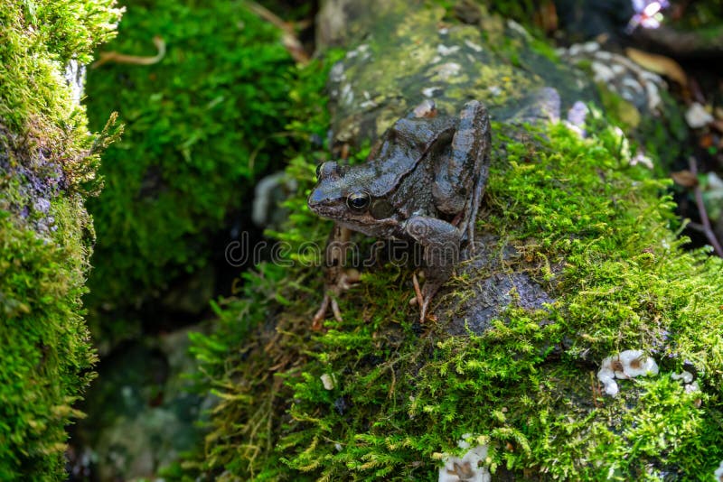 Frog sitting on a rock stock image. Image of slimy, spring - 242286107