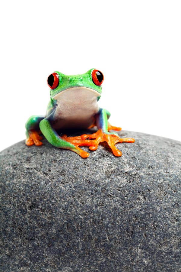 Frog Sitting on Rock Isolated on White Stock Photo - Image of amphibian ...
