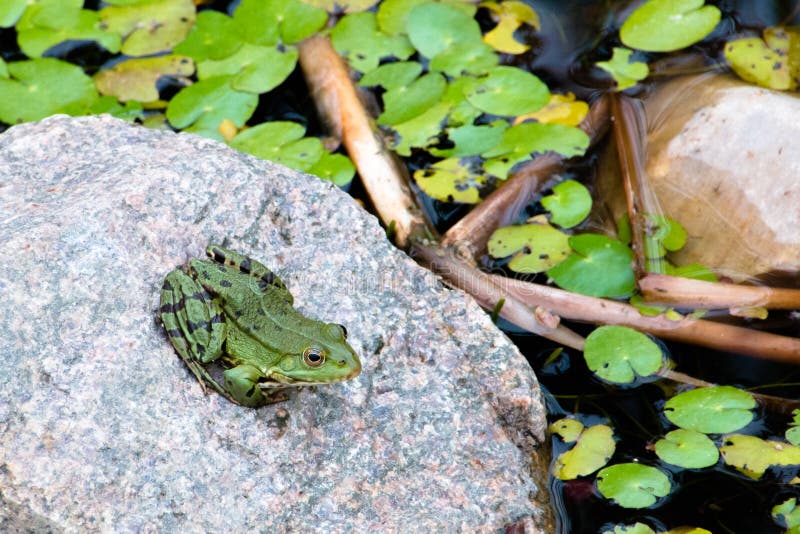 Frog sitting on a rock stock photo. Image of nature, color - 77753738