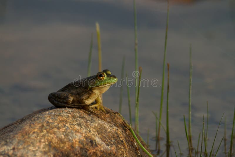 Frog on rock close up stock image. Image of tropical - 130911405