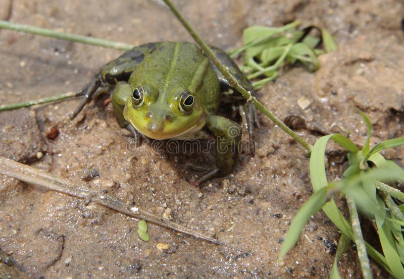 Frog sitting on the sand stock image. Image of animal - 55118609