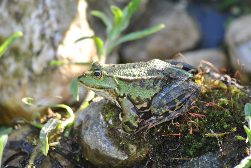 Frog sitting on stone stock image. Image of esculentus - 65034523