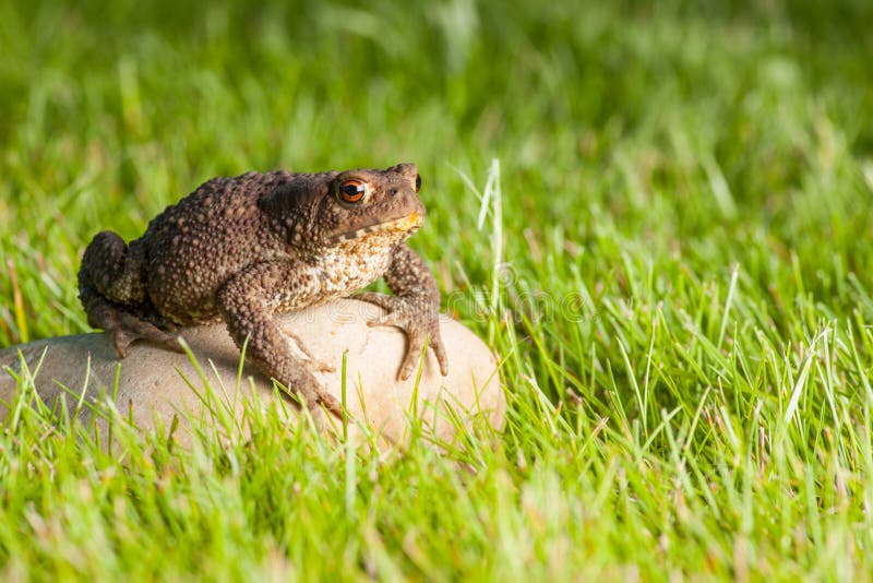 The Frog is Sitting on a Stone Stock Image - Image of biology, stone ...