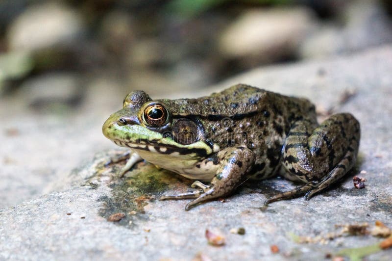 Frog sitting on stone. stock photo. Image of summer - 140087970