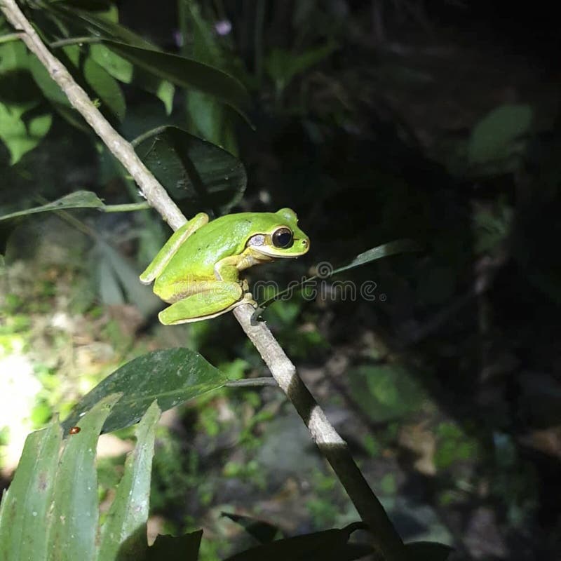 A Frog is Sitting on a Trunk Stock Image - Image of shrub, tree: 173488481