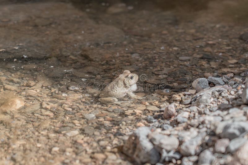 Frog chilling in the water stock image. Image of soil - 247475285