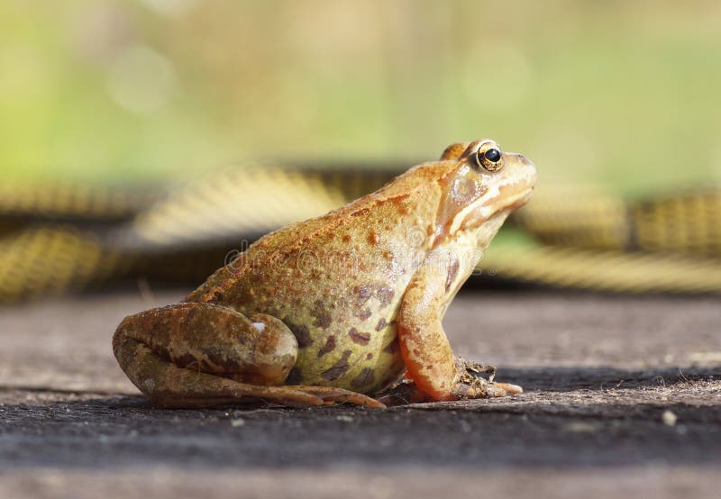 Frog Sitting on a Wooden Surface. Stock Image - Image of wildlife ...