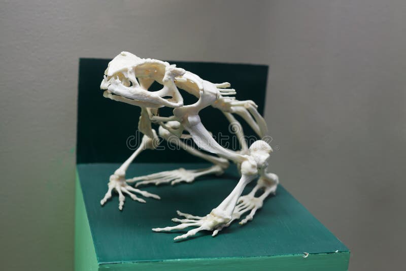 Frog Skeletal System Skull