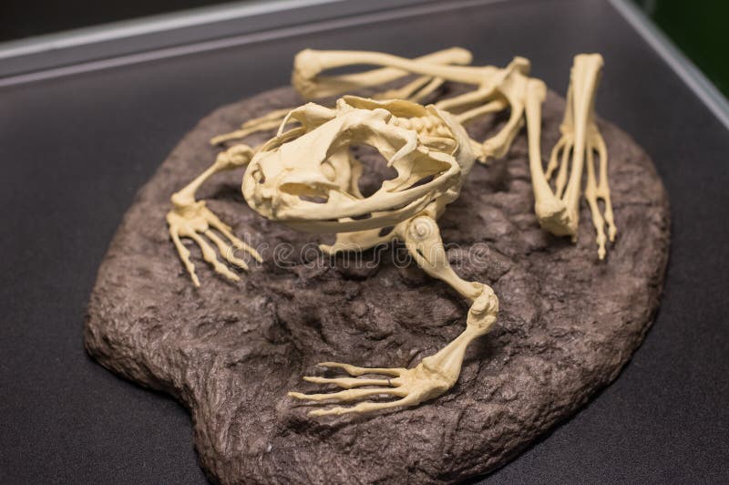 Frog skeleton editorial image. Image of model, amphibilian - 97385020