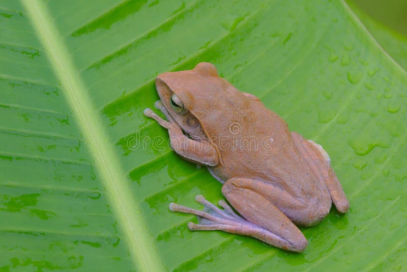 Frog In Sleep Royalty Free Stock Image - Image: 5716096