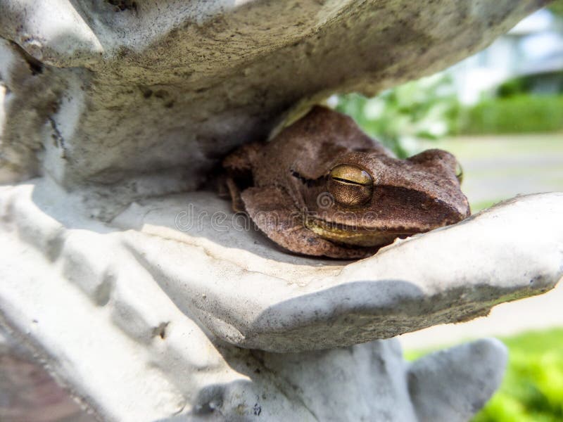Frog sleep stock photo. Image of frog, amphibian, dreams - 52653482