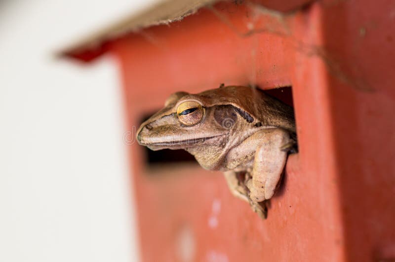 524 Sleeping Frog Stock Photos - Free & Royalty-Free Stock Photos from ...