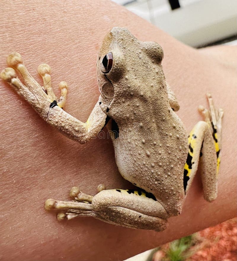 Frog with Small Legs Sitting on Someone S Arm Stock Image - Image of ...