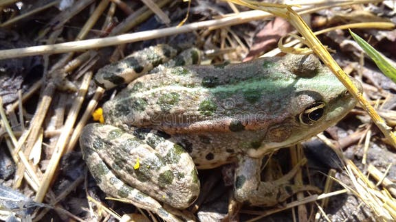 Frog stock photo. Image of scared, people, frog, small - 121397940