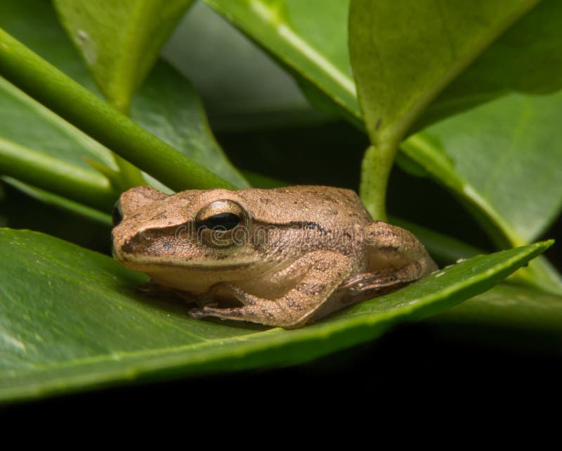 Frog /a small toad stock photo. Image of smalltoad, nature - 59912332