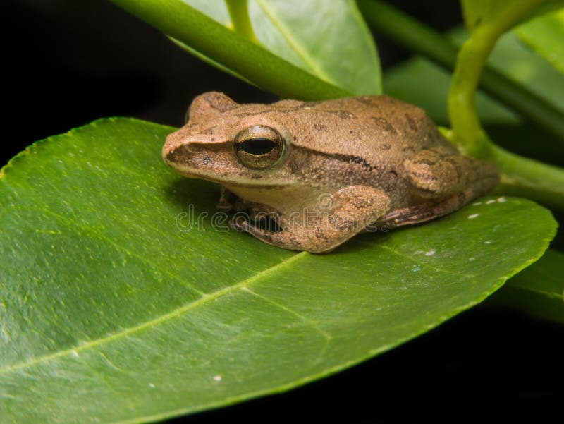 Frog /a small toad stock photo. Image of smalltoad, small - 59913094