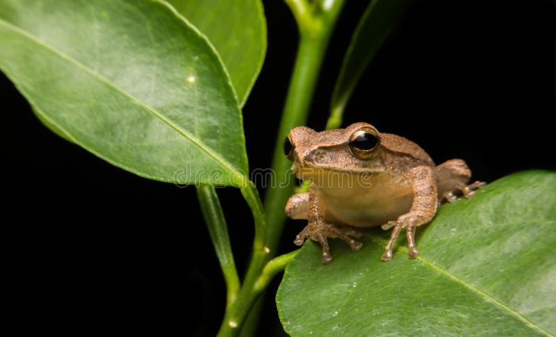 Frog /a small toad stock photo. Image of small, treefrog - 59913128