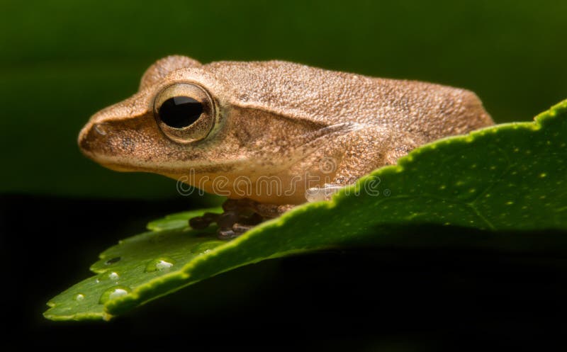 Frog /a small toad stock photo. Image of green, species - 59819504