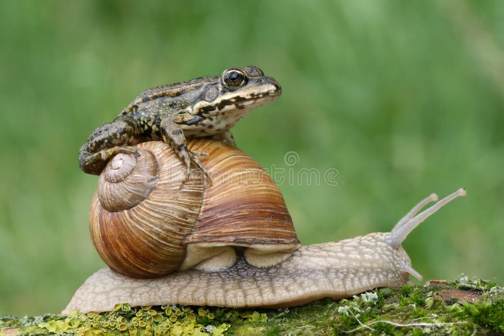 Frog on snail stock image. Image of conker, conch, taxicab - 10343713
