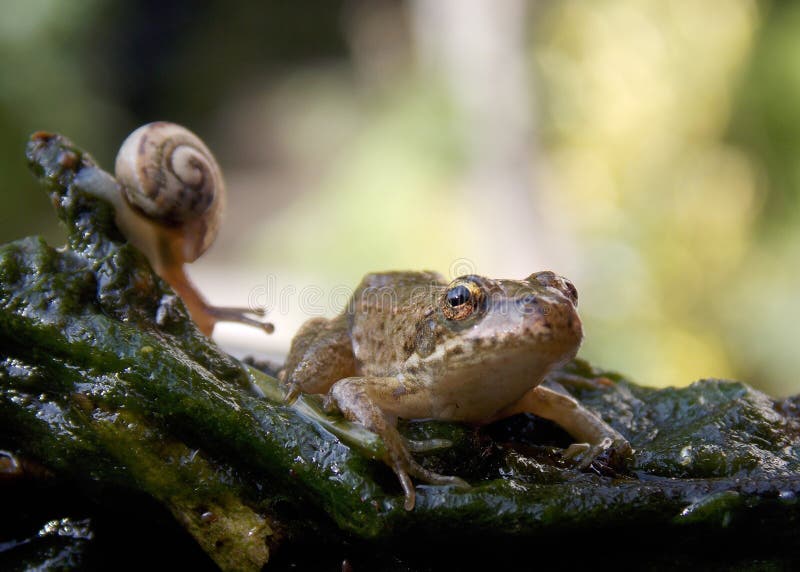 Frog and snail isolation stock image. Image of isolation - 36177065