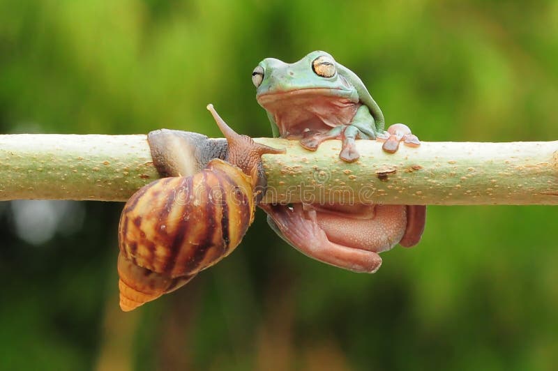 Frog with Snail, Tree Frog, Flying Frog, Stock Image - Image of leaf ...