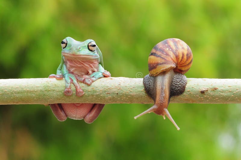 Frog with Snail, Tree Frog, Flying Frog, Stock Image - Image of reptile ...