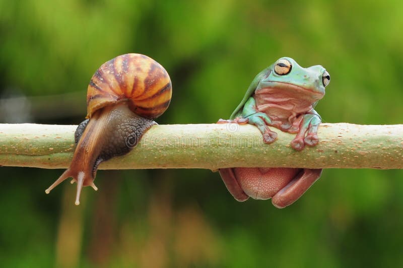 Frog with Snail, Tree Frog, Flying Frog, Stock Image - Image of garden ...