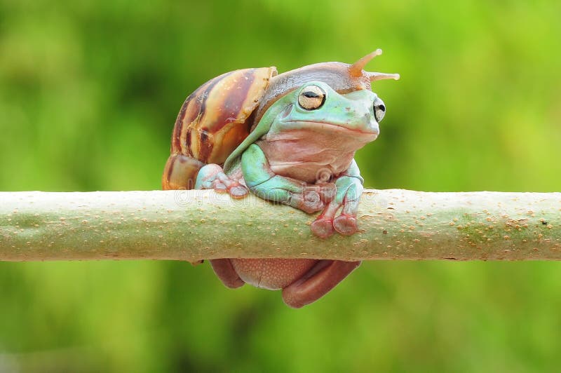 Frog with Snail, Tree Frog, Flying Frog, Stock Image - Image of bloom ...