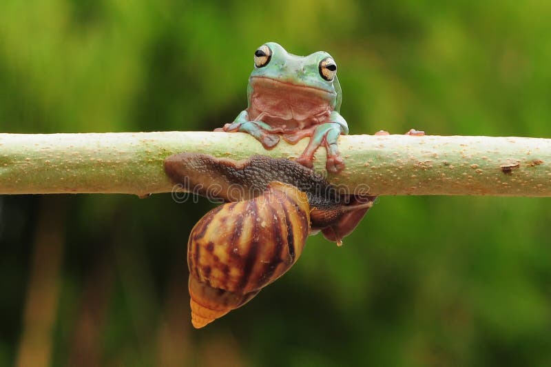 Frog with Snail, Tree Frog, Flying Frog, Stock Image - Image of bush ...