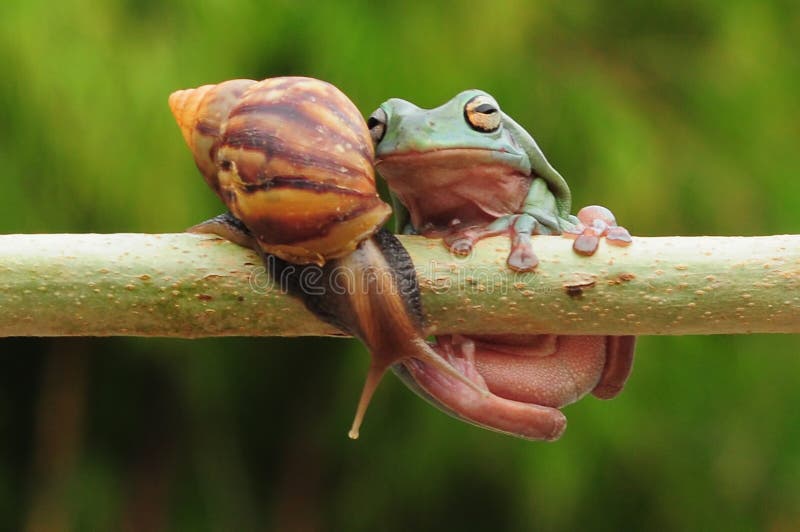 Frog with Snail, Tree Frog, Flying Frog, Stock Image - Image of ...