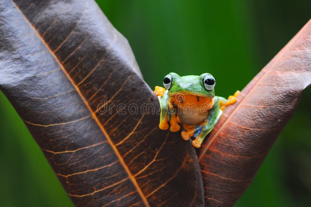 Frog with Snail, Tree Frog, Flying Frog, Stock Photo - Image of leaf ...