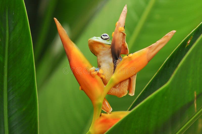 Frog with Snail, Tree Frog, Flying Frog, Stock Image - Image of plant ...