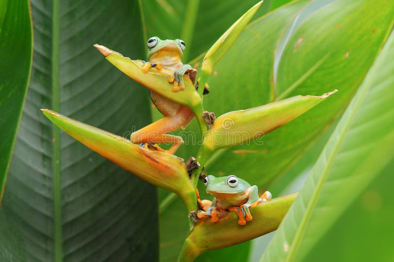 Frog with Snail, Tree Frog, Flying Frog, Stock Image - Image of ...