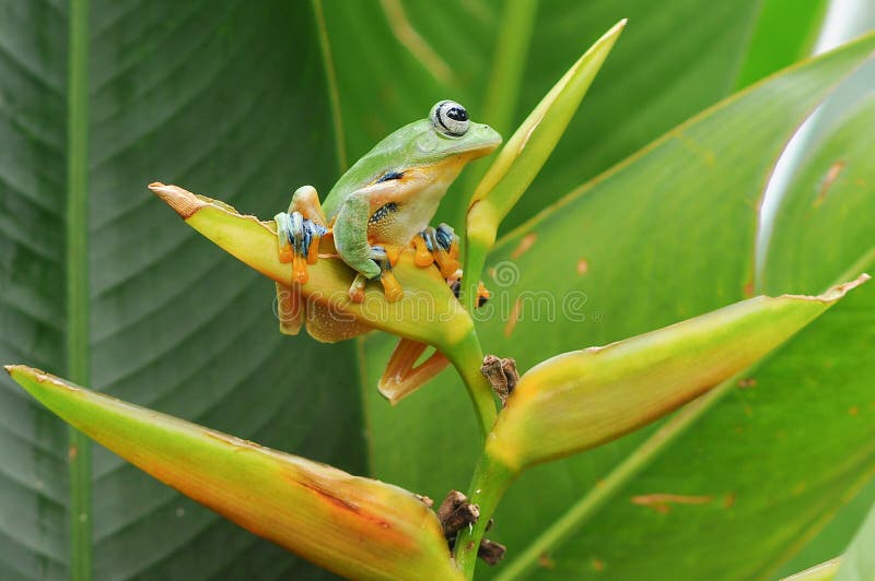 Frog with Snail, Tree Frog, Flying Frog, Stock Image - Image of ...